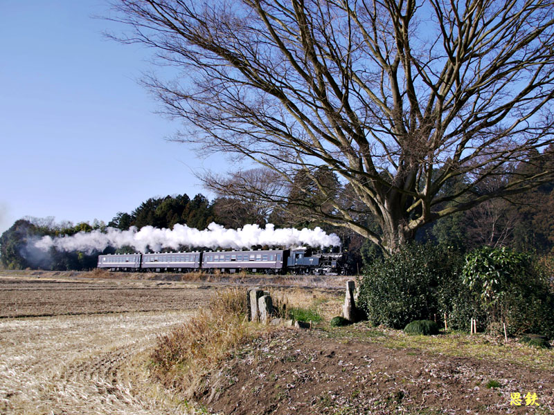 ExJNR class c12 steam locomotive hauls a museum train.